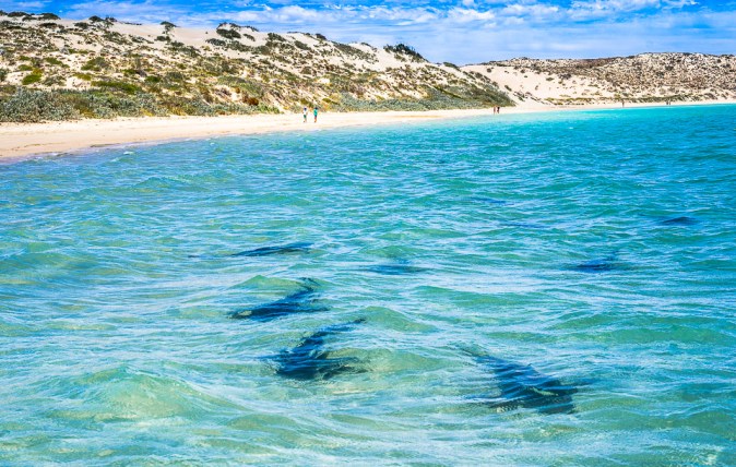 Coral Bay, Ningaloo Reef | The Hunters Lap of Australia