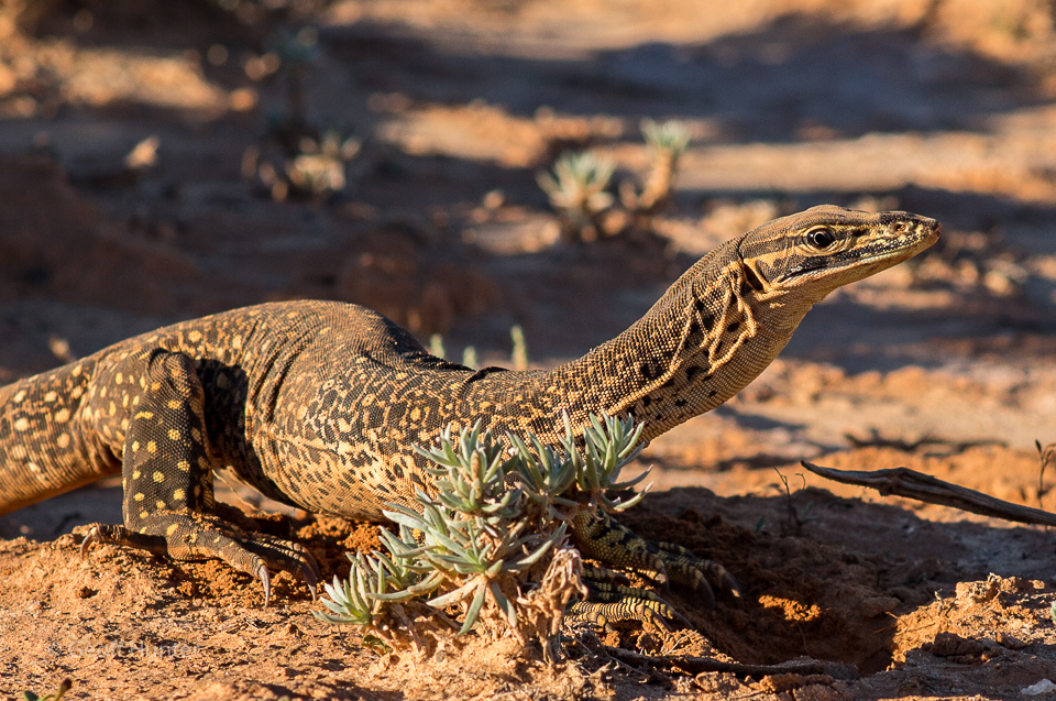 Afternoon with an Argus Monitor | The Hunters Lap of Australia